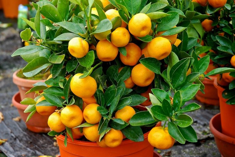 How To Grow Calamondin Trees How To Grow Calamondin Trees