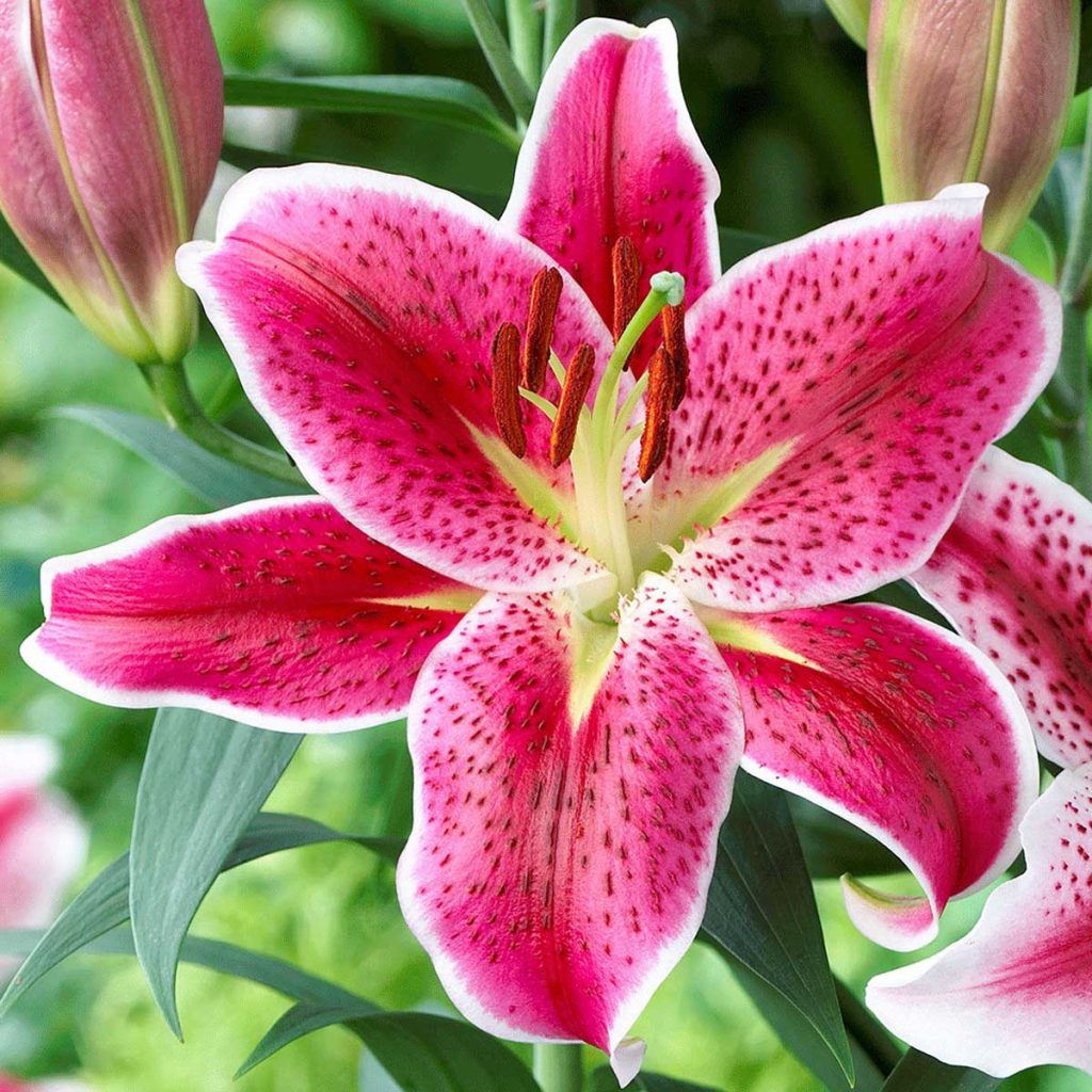 Lily Love : How to Grow Lilies (VIDEO) Lily Love : How to Grow Lilies (VIDEO)