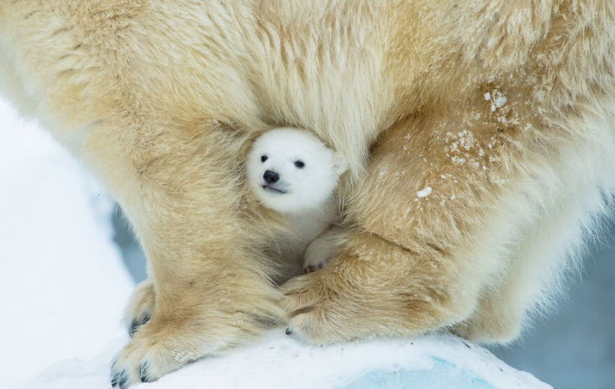 15 Un-Bear-Ably Cute Momma Bears Teaching Their Teddy Bears 15 Un-Bear-Ably Cute Momma Bears Teaching Their Teddy Bears