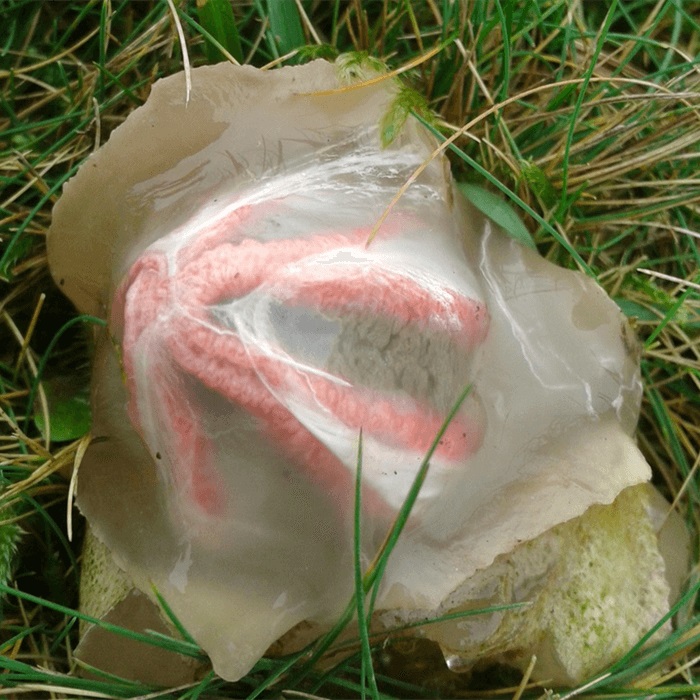 If You Find One Of These Bizarre Egg Sacks In Your Back Yard